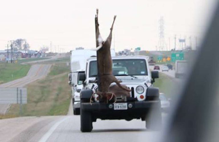 Insane ways to Transport a Harvested Deer
